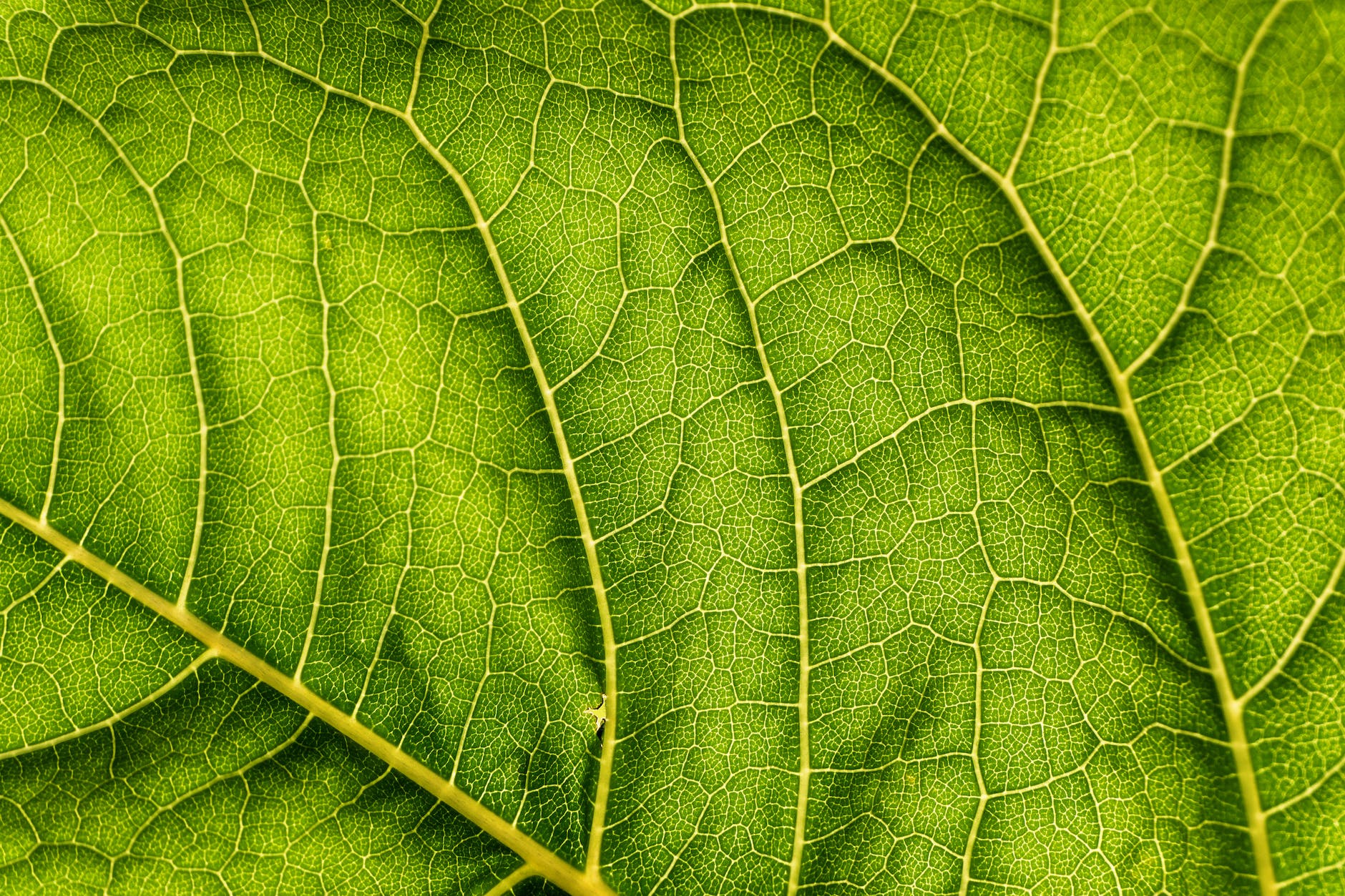 Discovering Photosynthesis: Testing a Leaf for Starch – A Hands-On ...