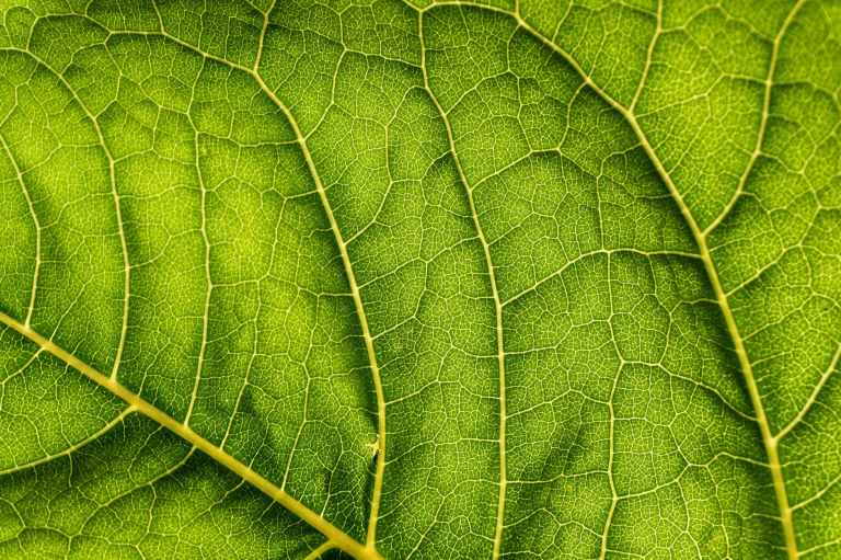 Discovering Photosynthesis: Testing a Leaf for Starch – A Hands-On ...