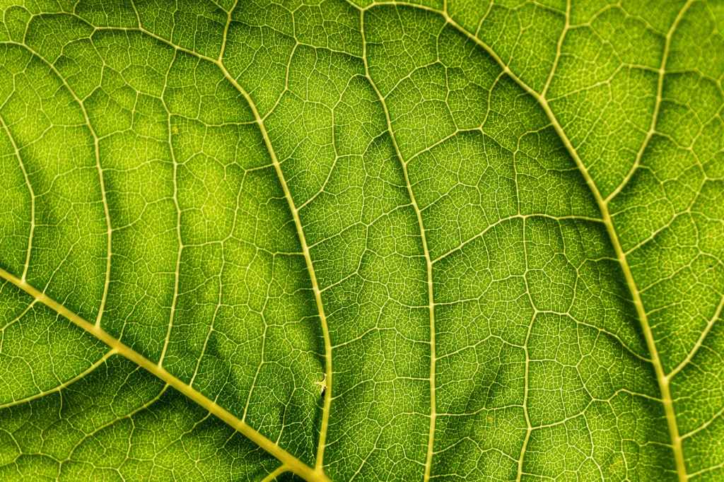 Testing a Leaf for Starch: Photosynthesis Practical – Practical Science