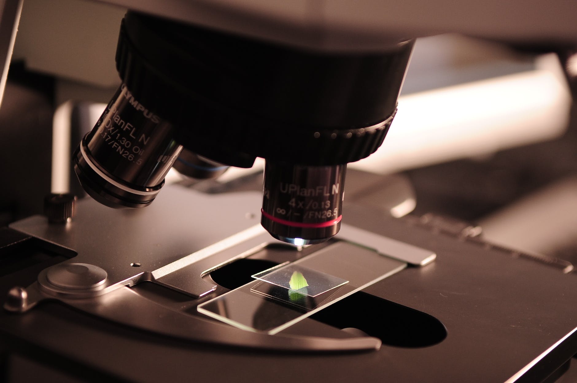Microscopic Observation: Examining Plant and Animal Cells under a ...