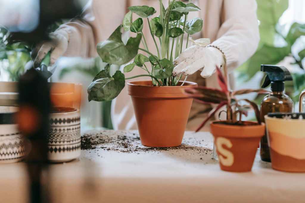 Photosynthesis Leaf Starch Test: Variables Experiment – Practical Science