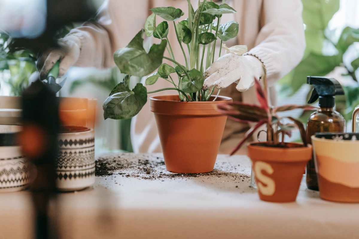 Exploring Photosynthesis Variables: A Comprehensive Leaf Starch Test ...